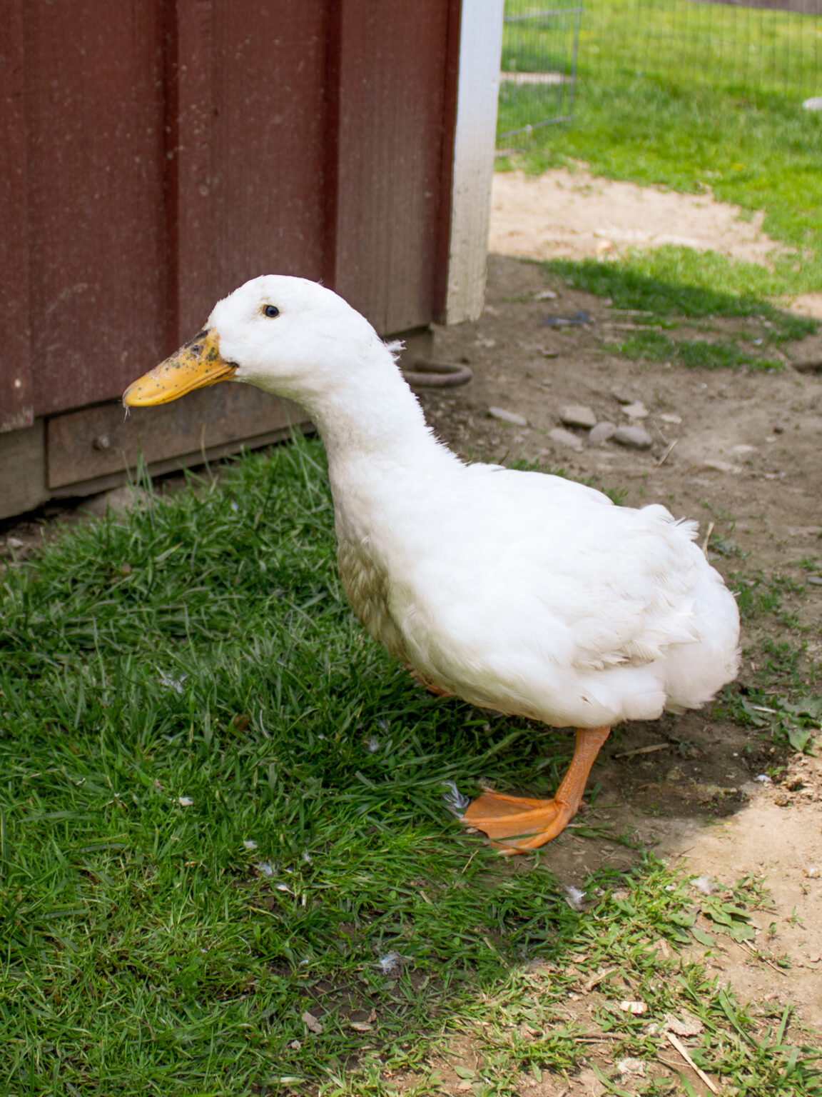 Ducks – Safe Haven Farm Sanctuary
