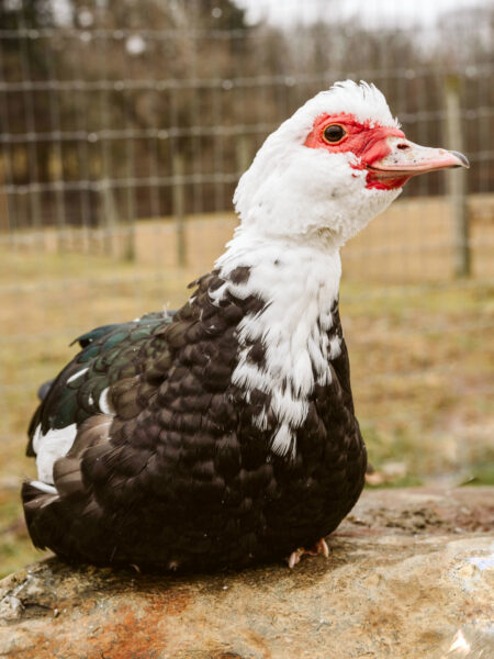 Ducks – Safe Haven Farm Sanctuary