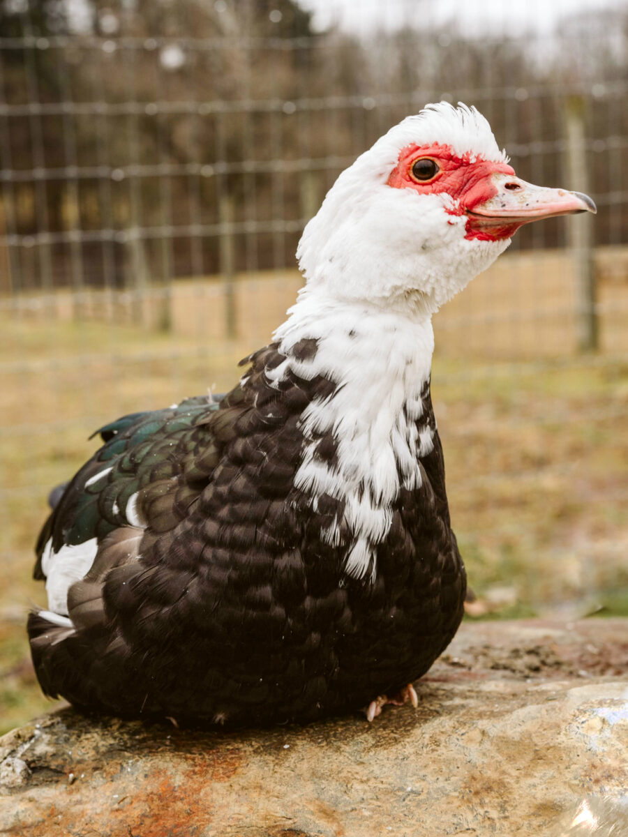 Ducks – Safe Haven Farm Sanctuary