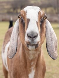 Goats – Safe Haven Farm Sanctuary