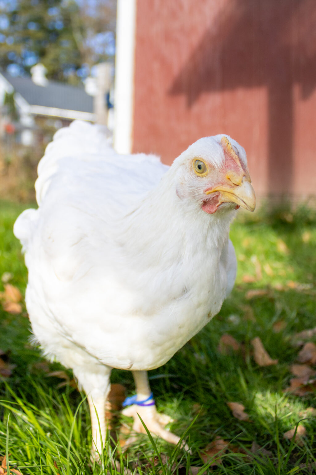 Chickens – Safe Haven Farm Sanctuary