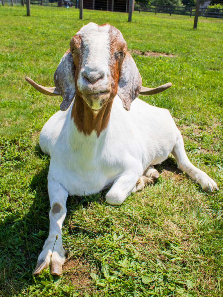 Goats – Safe Haven Farm Sanctuary