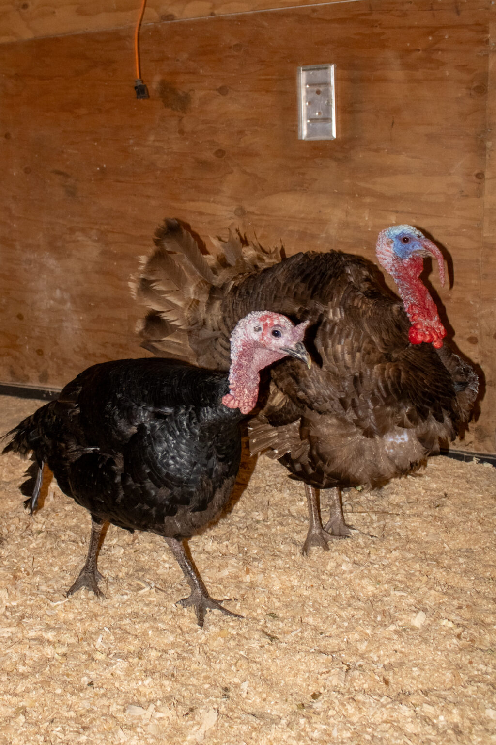 Turkeys – Safe Haven Farm Sanctuary