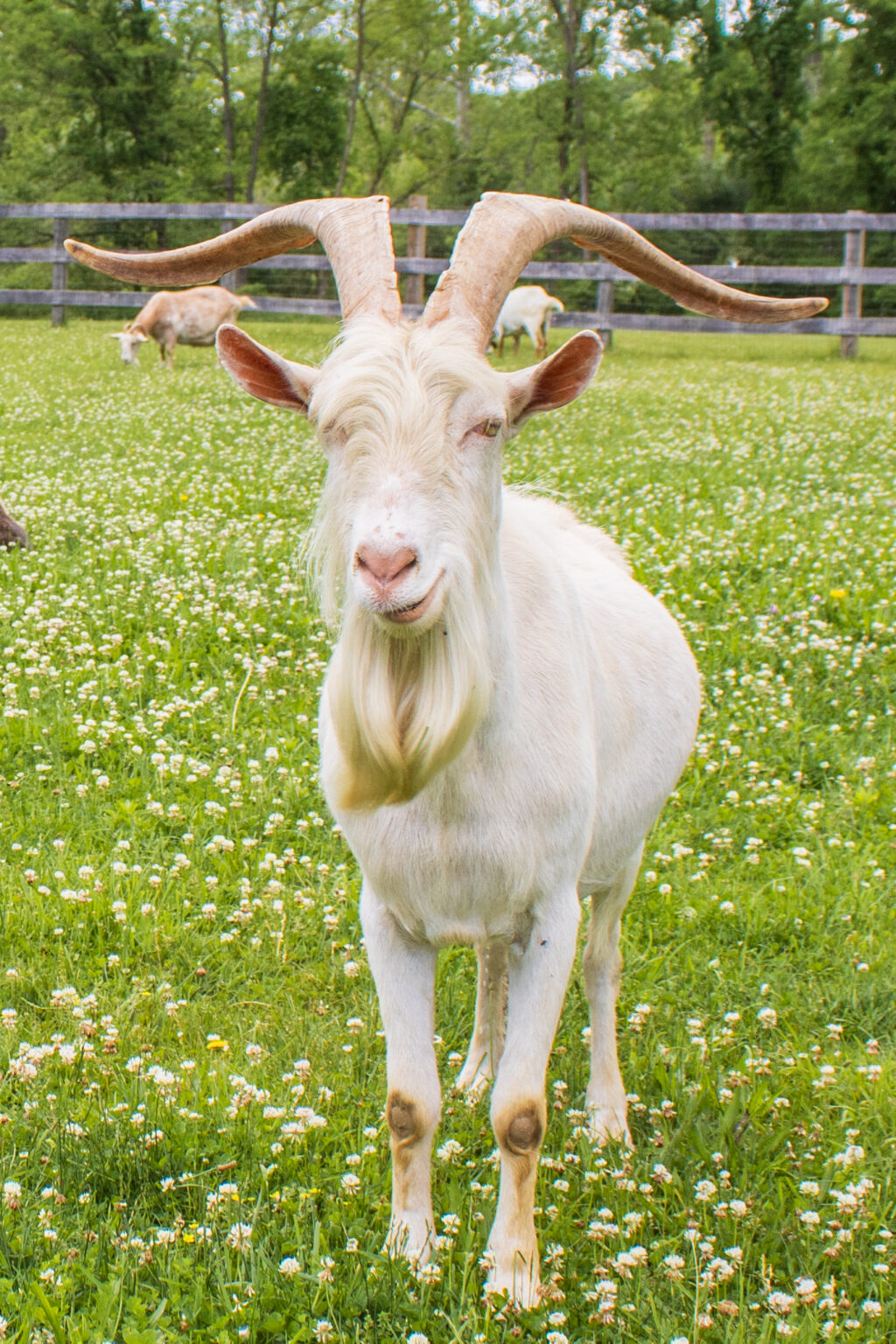 Goats – Safe Haven Farm Sanctuary