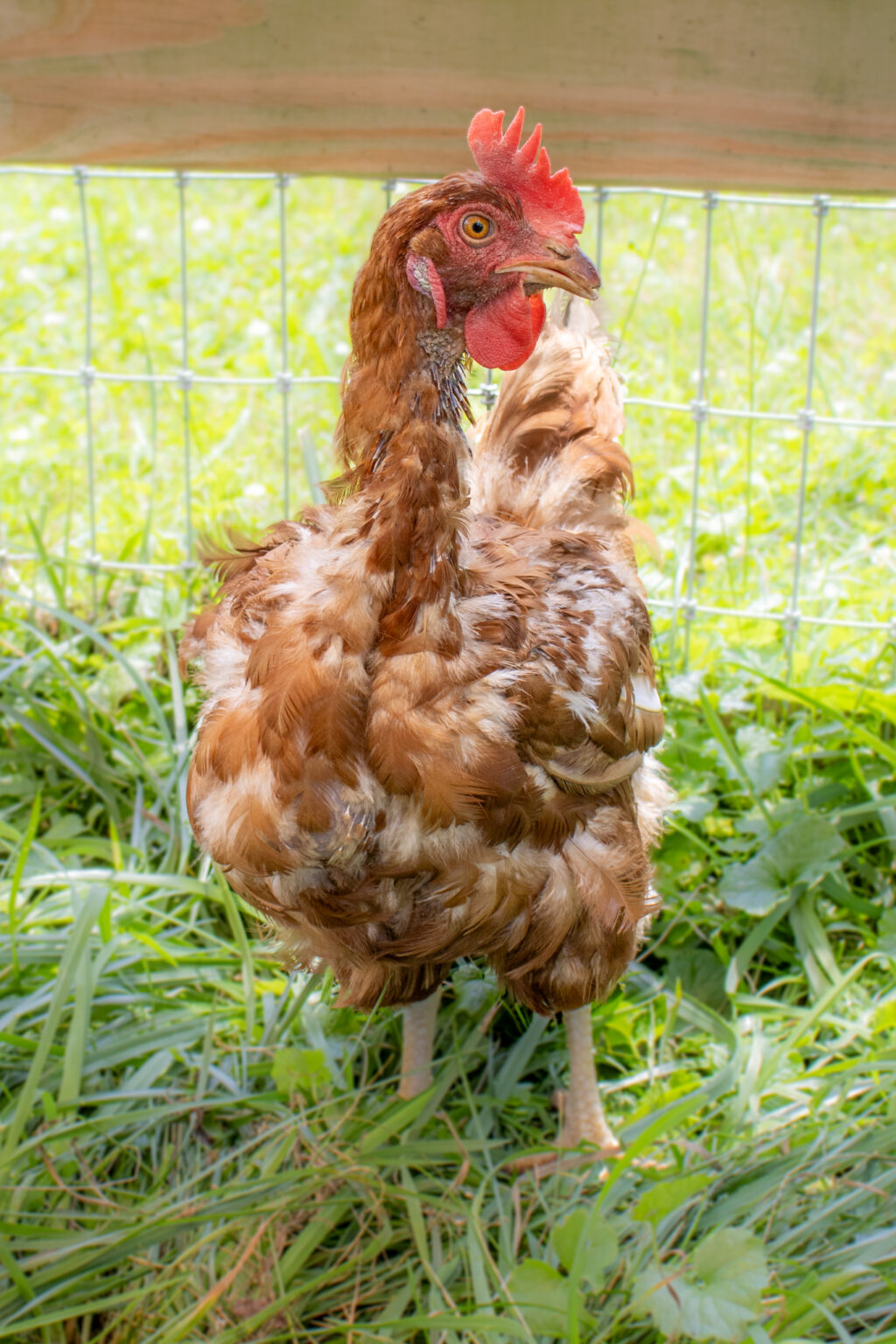 Chickens – Safe Haven Farm Sanctuary