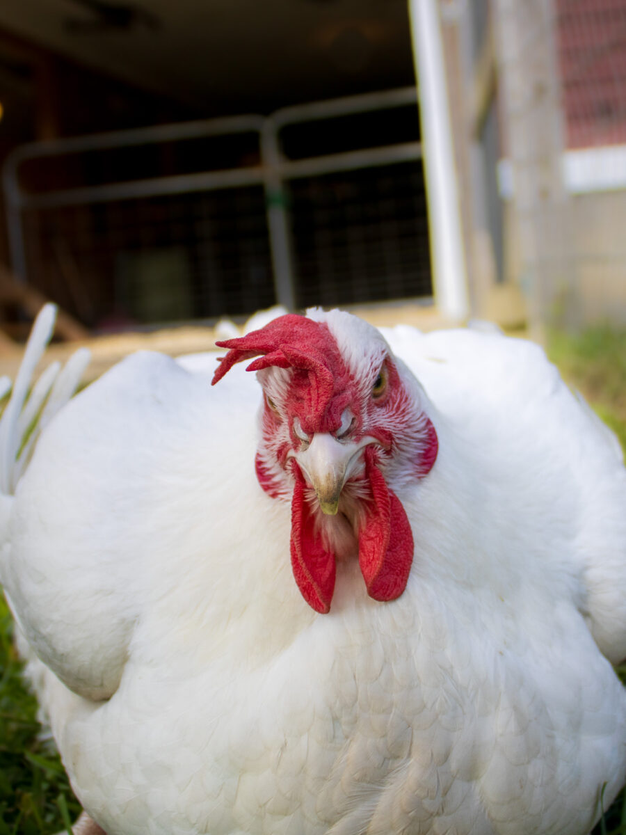 Chickens – Safe Haven Farm Sanctuary