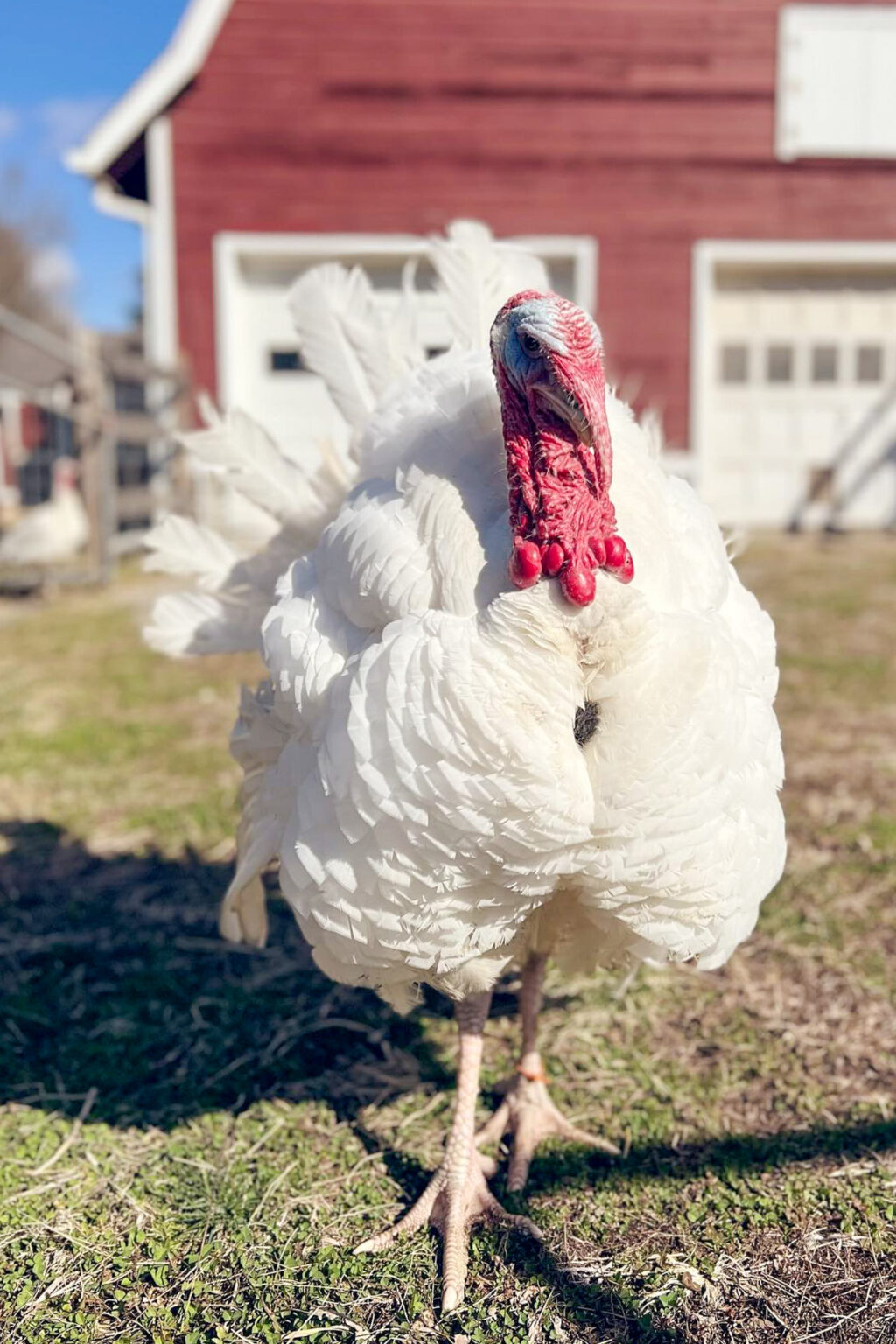 Turkeys – Safe Haven Farm Sanctuary