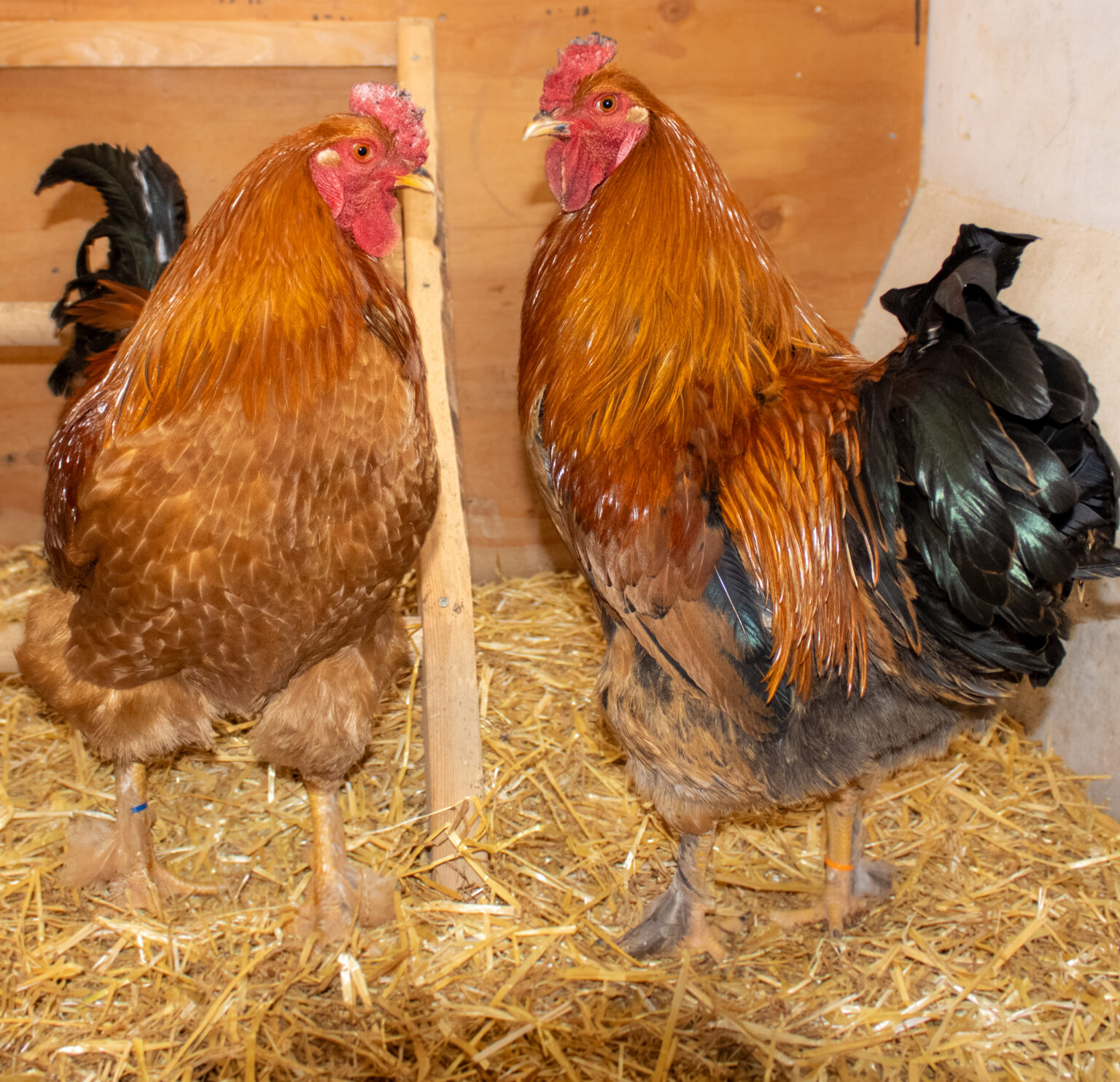 Chickens – Safe Haven Farm Sanctuary
